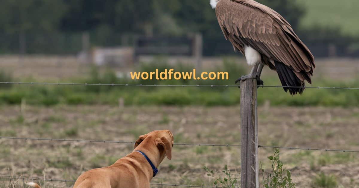 Do Vultures Attack Humans? Here’s What You Need To Know