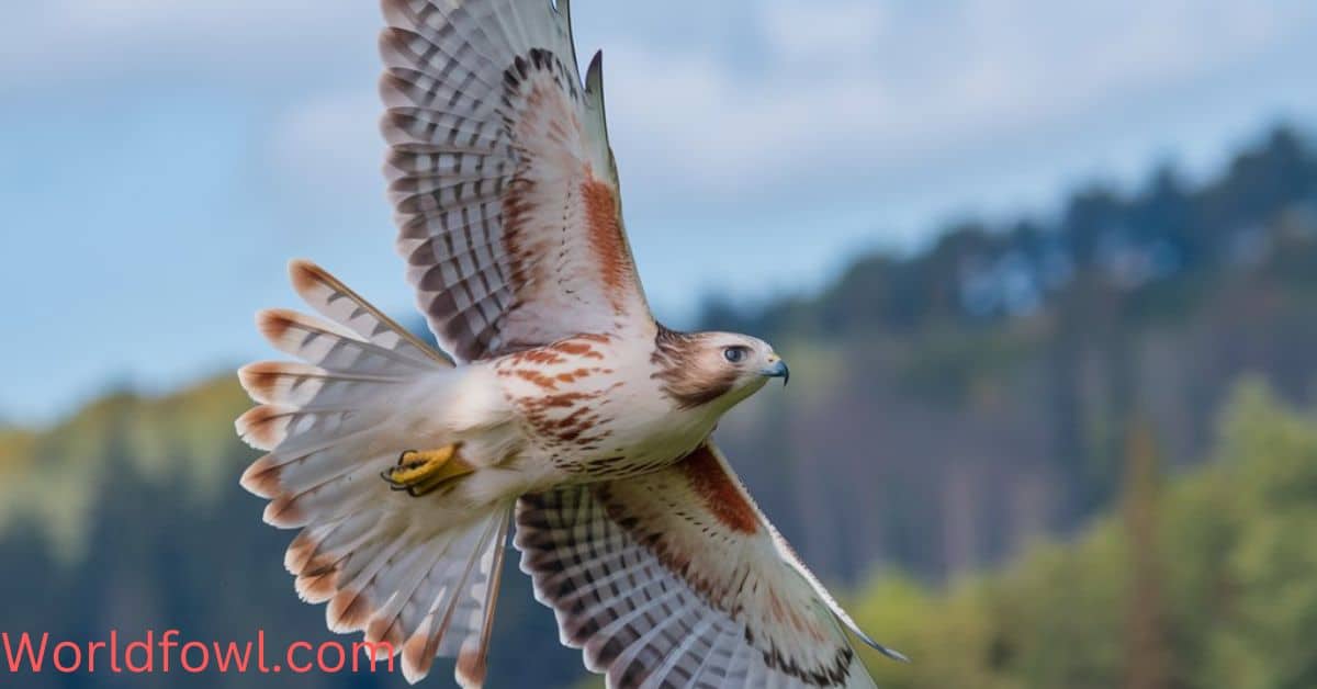 Why Do Hawks Screech? The Surprising Truth