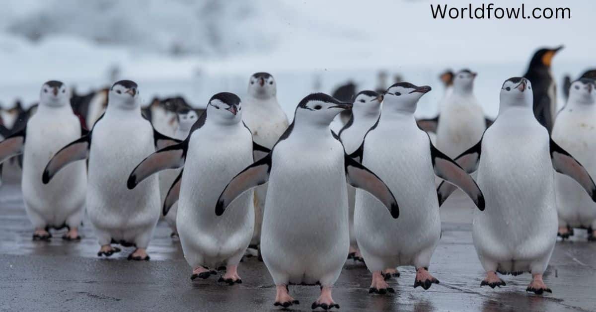 Are Penguins Friendly Or Are Penguins Dangerous?