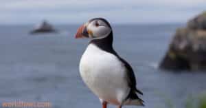 Are Puffins Endangered – Revealing The Fate Of 3 Puffins