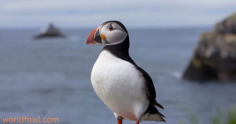 Are Puffins Endangered – Revealing The Fate Of 3 Puffins