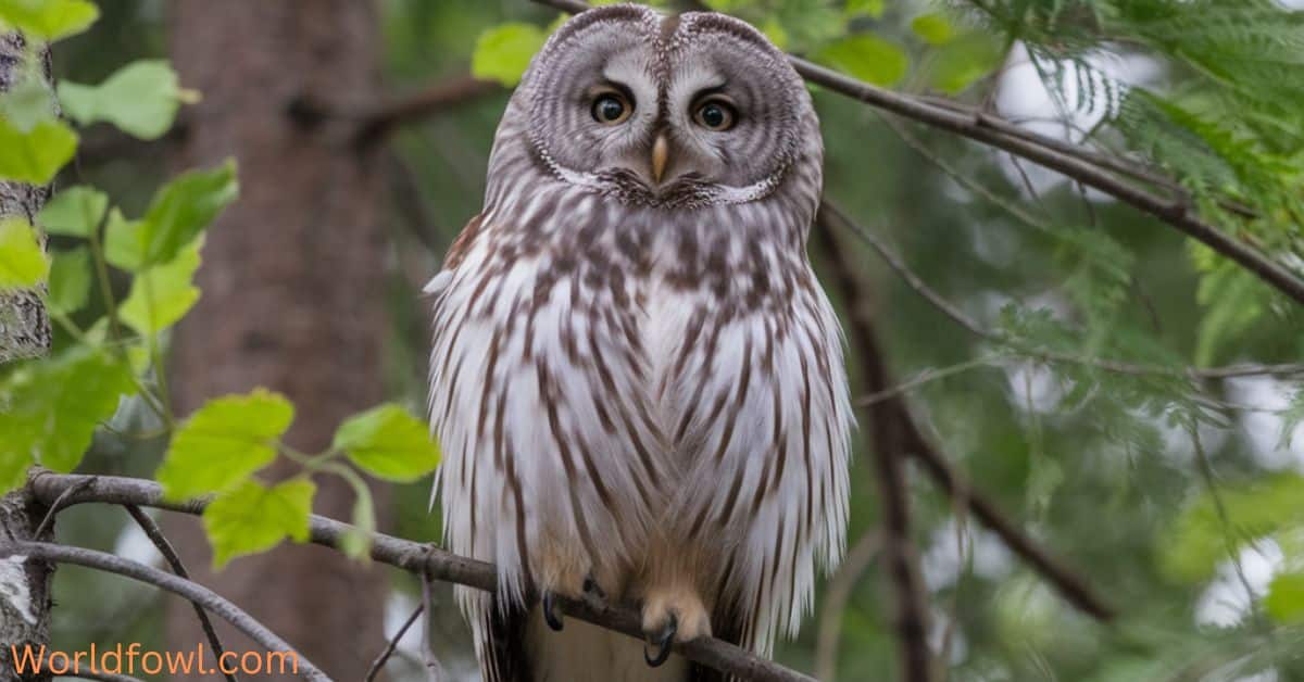11 Types of Owls In Ontario (With Photos)
