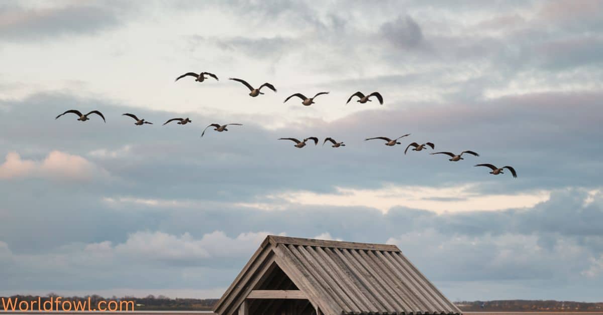 Why Do Geese Honk When They Fly? Here’s The Truth