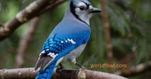 Are Blue Jays Mean – Revealing The Truth About Blue Jays