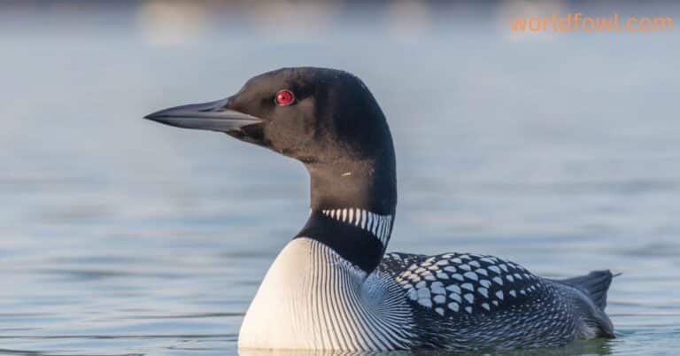 Types of Loons – The 5 Loons Types With Photos