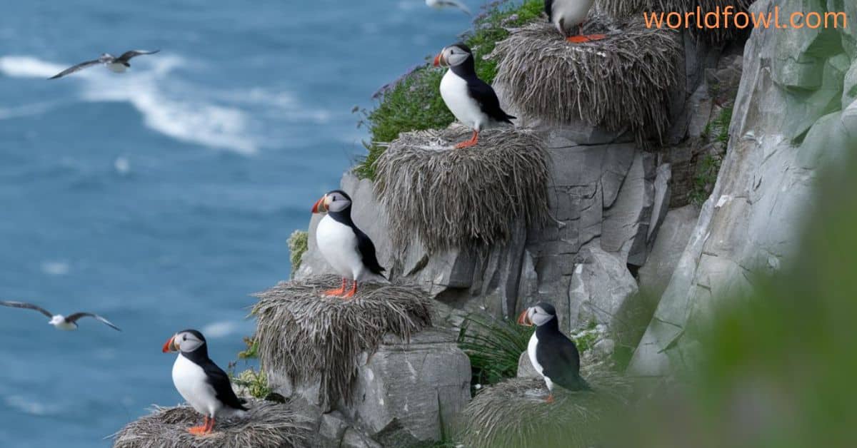 Puffins In Ireland – Where To See Puffins In Ireland