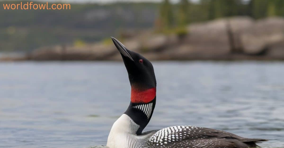 Types of Loons – The 5 Loons Types With Photos