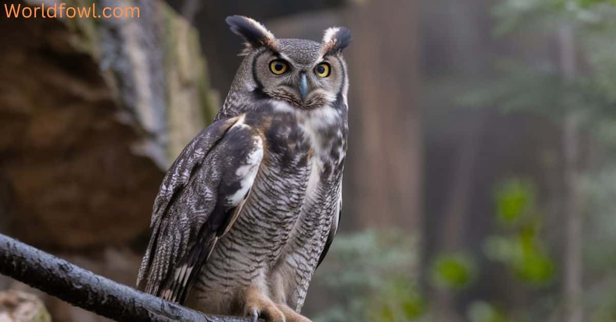 Owls Migrate? Examining Owl Migration Facts and Myths