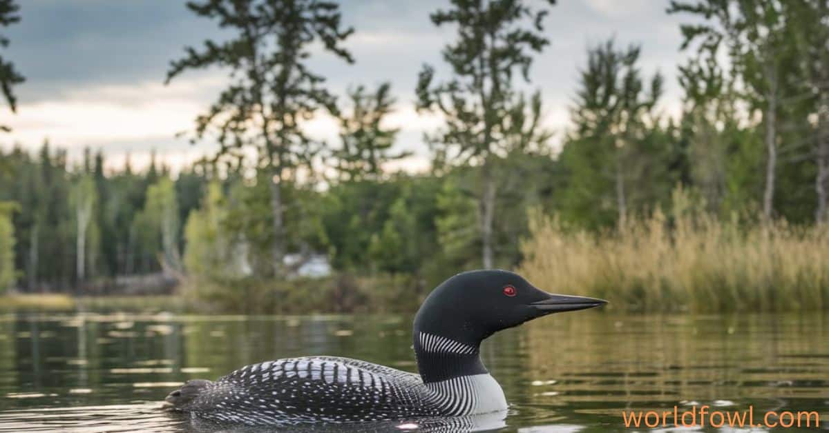 Types of Loons – The 5 Loons Types With Photos
