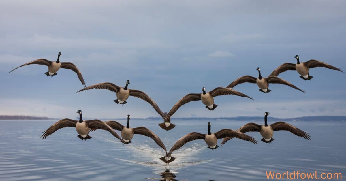 Why Do Geese Honk When They Fly? Here’s The Truth