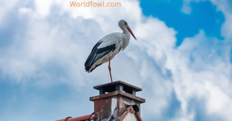 Why Do Storks Kill Their Young – Deadly Stork Secrets