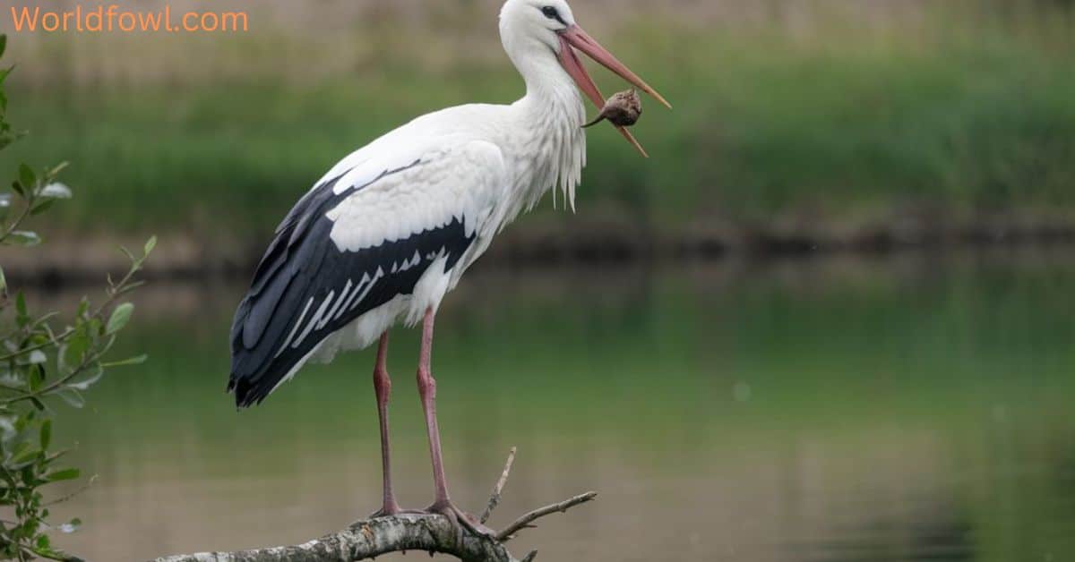 Why Do Storks Kill Their Young – Deadly Stork Secrets