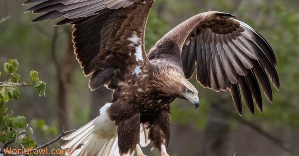 UK Eagle Species – Complete Guide To Eagles In UK Countries