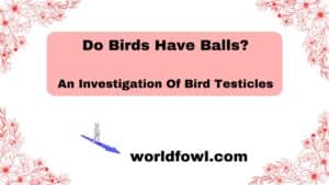 Do Birds Have Testicles? An Investigation Of Bird Balls