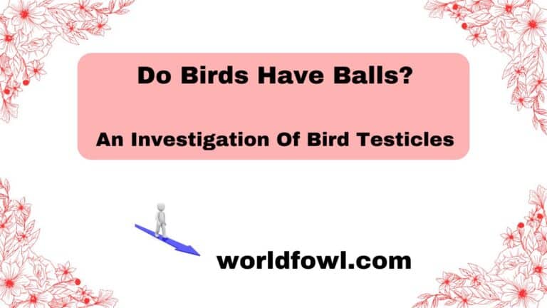 Do Birds Have Testicles? An Investigation Of Bird Balls