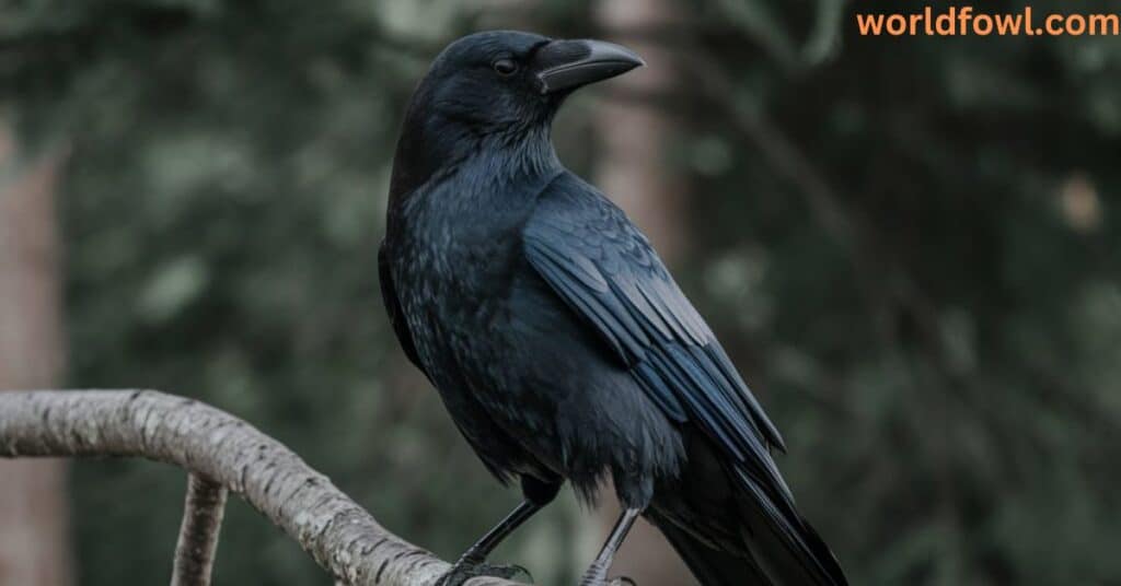 Do Crows Mate For Life – A Guide To Crow Companionship