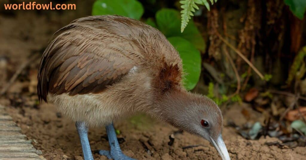 Flightless Bird Species of New Zealand – The Complete Guide - World Fowl