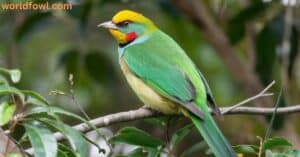 The 6 Types Of Rosellas – The Complete Guide