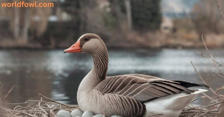 When Do Geese Lay Eggs? A Complete Guide
