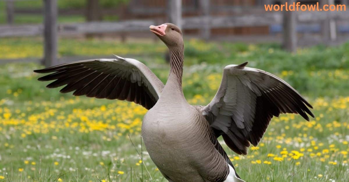 Can Geese Attack Humans? Geese Gone Wild
