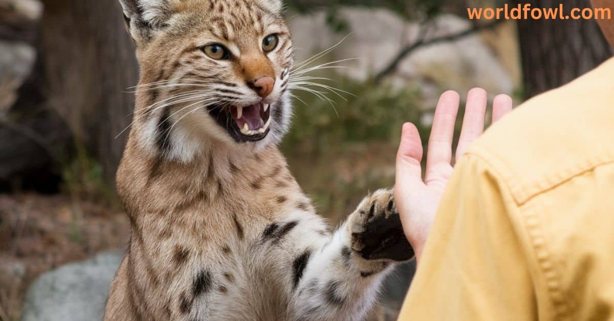 Do Bobcats Attack Humans? Uncovering the Risk!