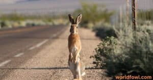 Do Jack Rabbits Attack Humans?