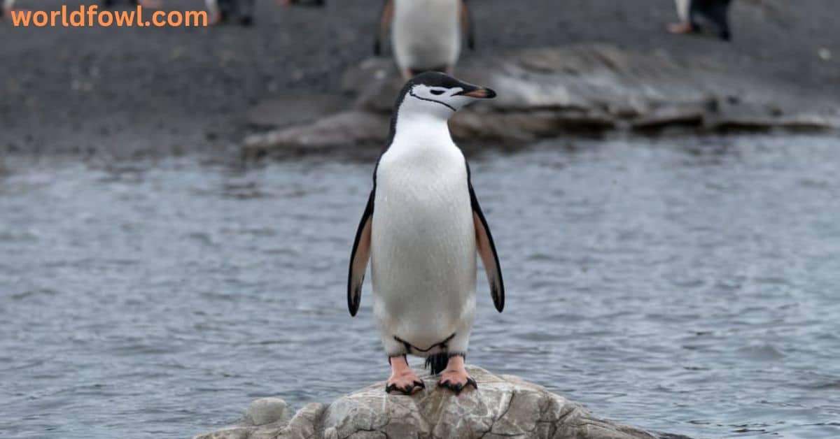 Do Penguins Attack Humans? Surprising Facts!