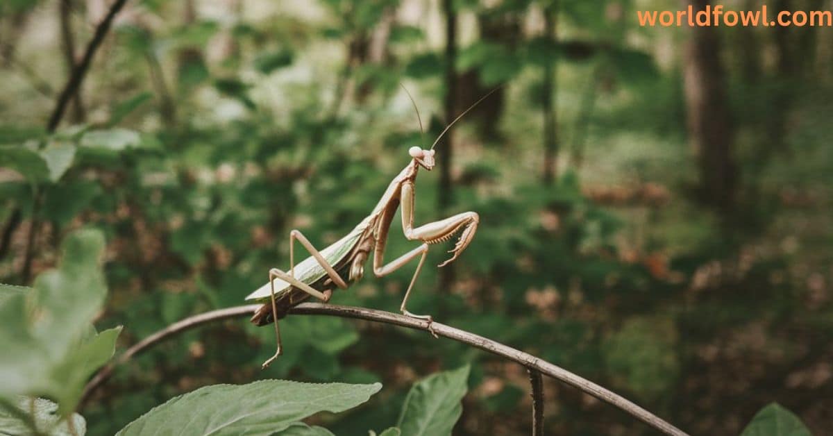Do Praying Mantis Attack Humans? Praying Mantis vs. Humans!