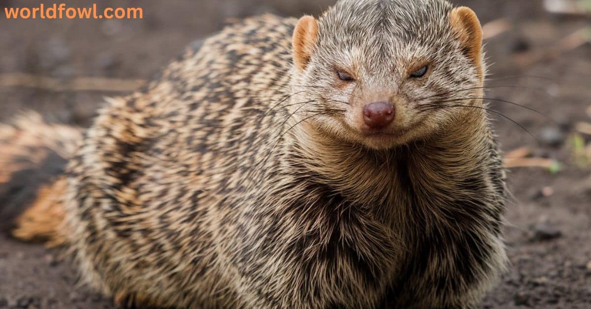 Do Mongoose Attack Humans? Safety Tips!
