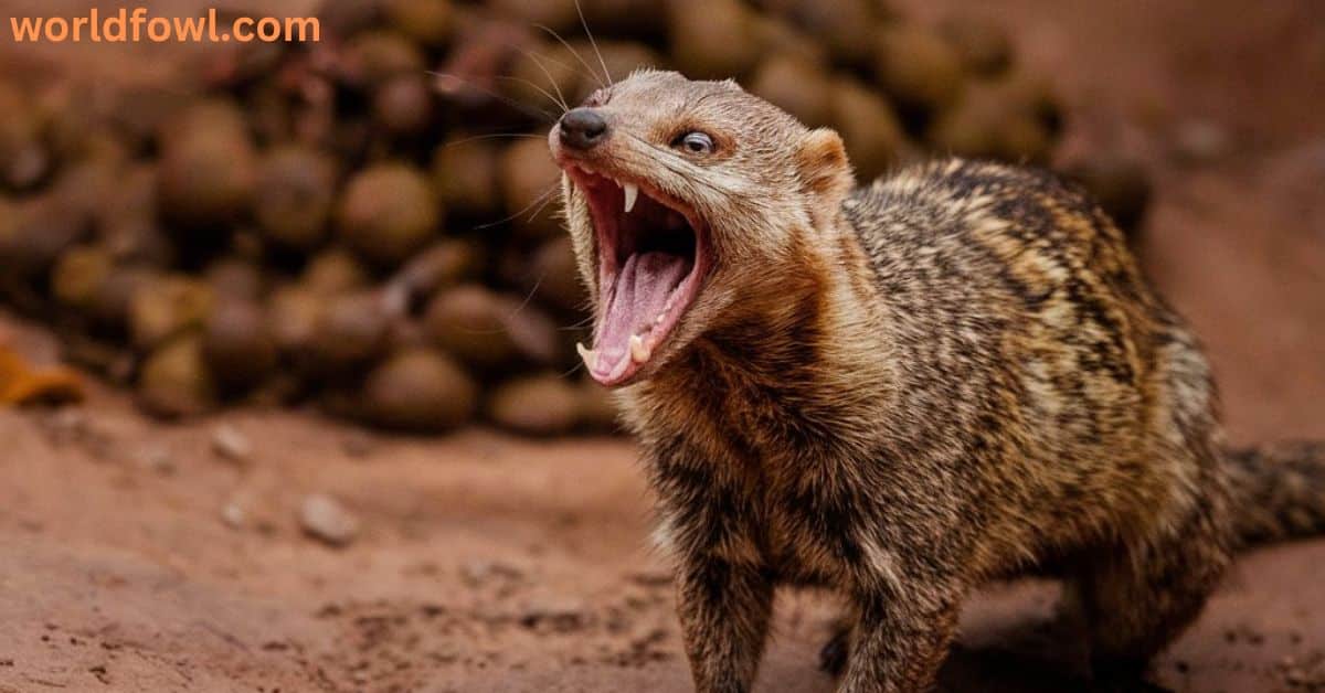 Do Mongoose Attack Humans? Safety Tips!