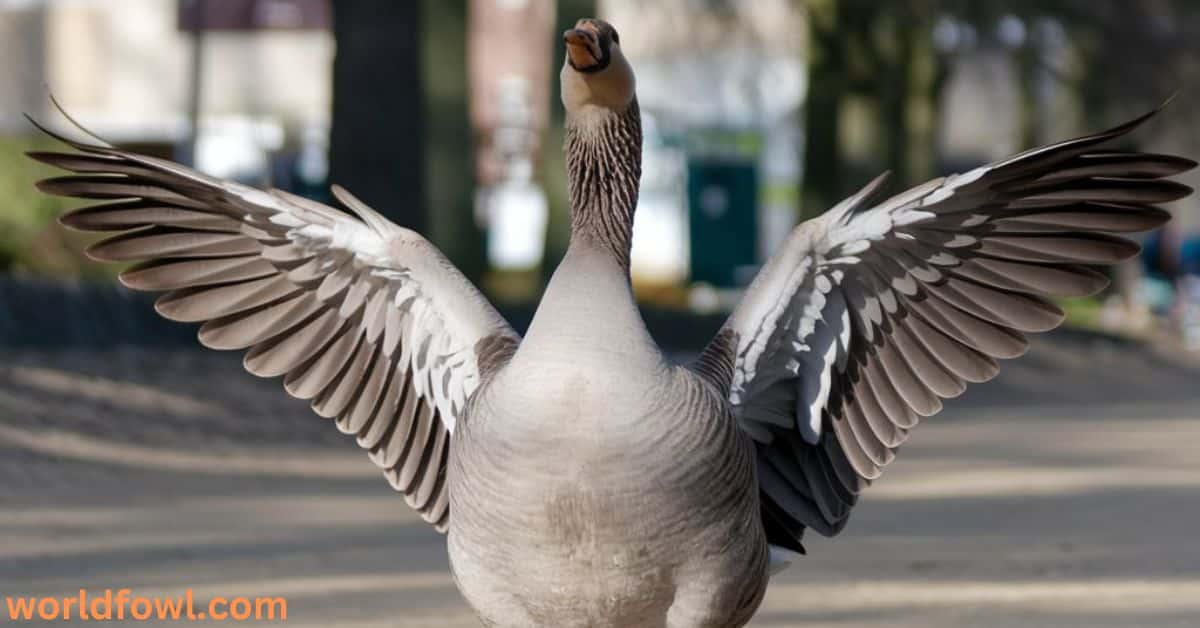 Can Geese Attack Humans? Geese Gone Wild