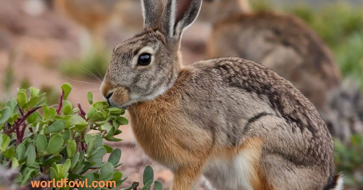 Do Jack Rabbits Attack Humans?