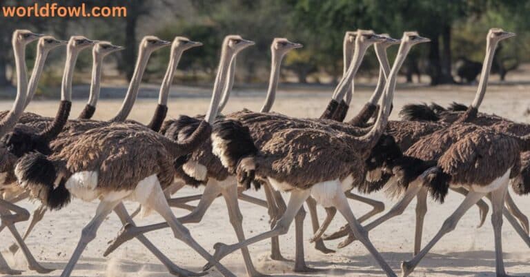 Do Ostriches Attack Humans? The Shocking Truth!
