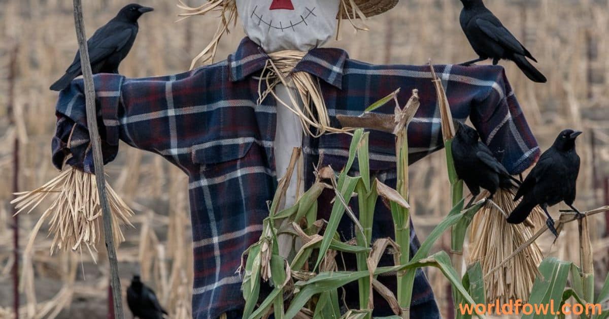 Will Crows Attack Humans? The Hidden Dangers!