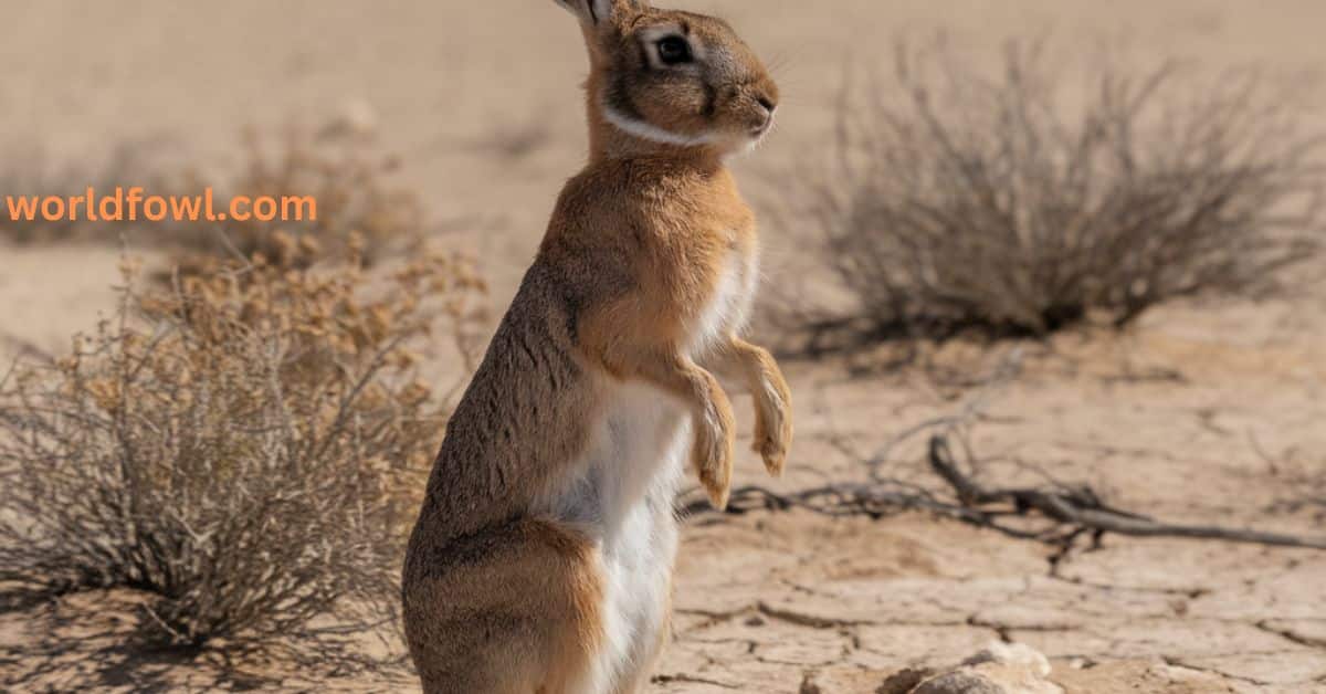 Do Jack Rabbits Attack Humans?