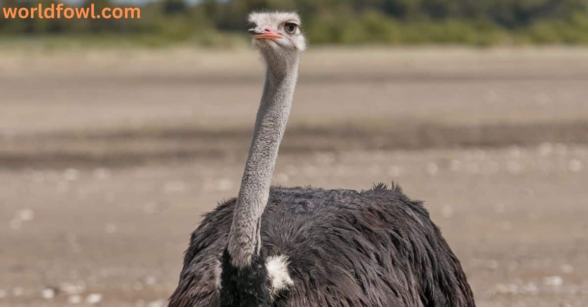 Do Ostriches Attack Humans? The Shocking Truth!