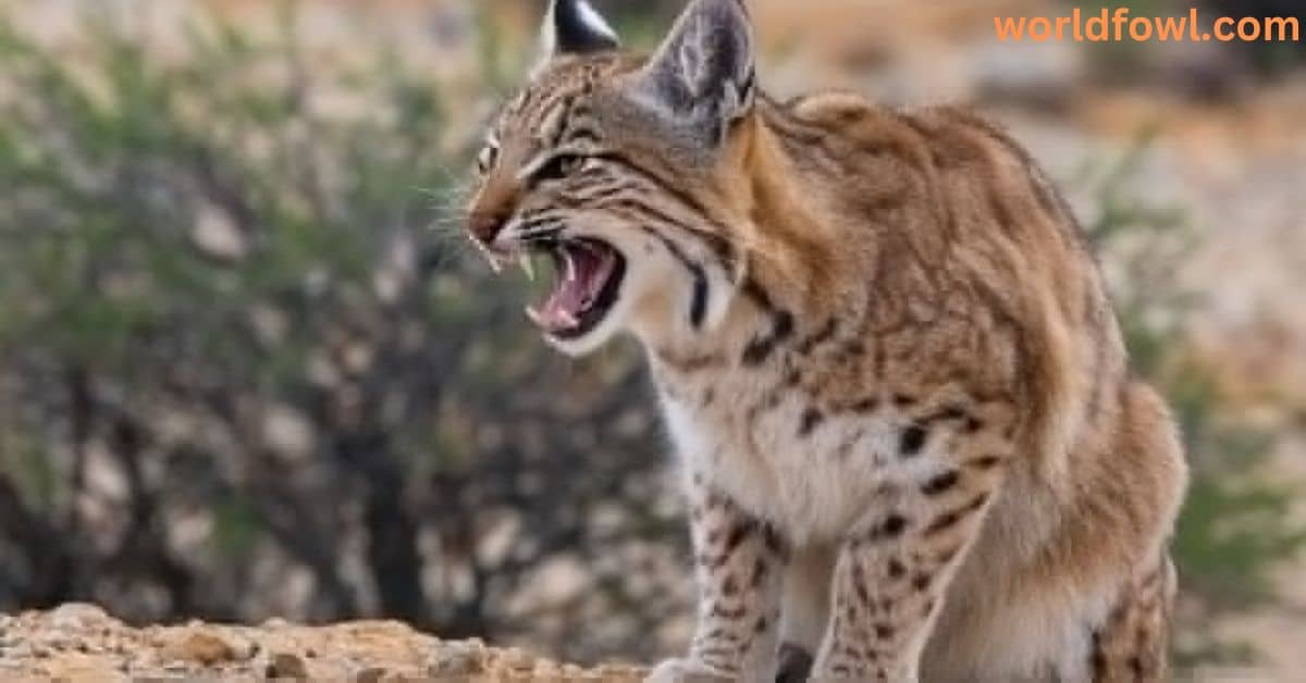 Do Bobcats Attack Humans? Uncovering the Risk!