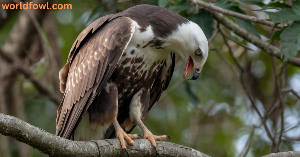 Do Buzzards Attack Humans? The Truth!