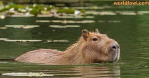 Do Capybaras Attack Humans? The Truth!