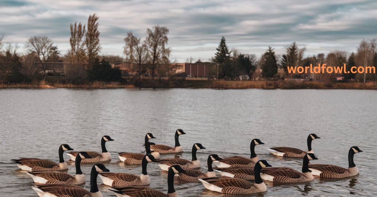 Can Geese Attack Humans? Geese Gone Wild