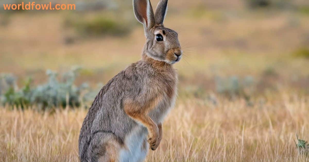 Do Jack Rabbits Attack Humans?