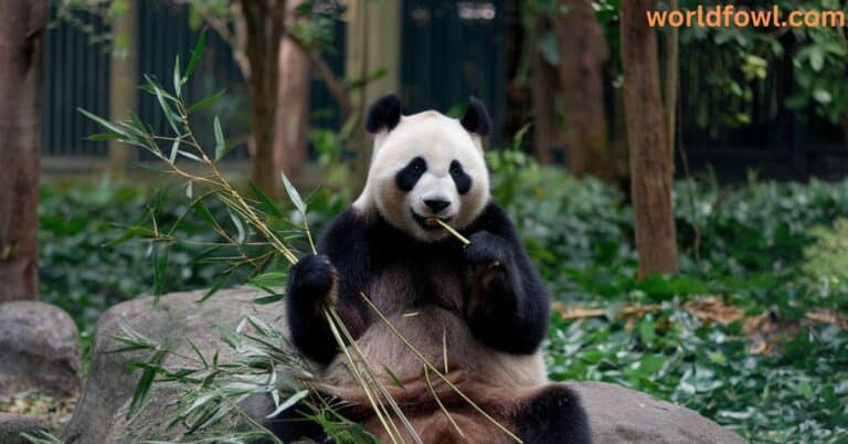 Do Pandas Attack Humans? Cuddly Yet Deadly?