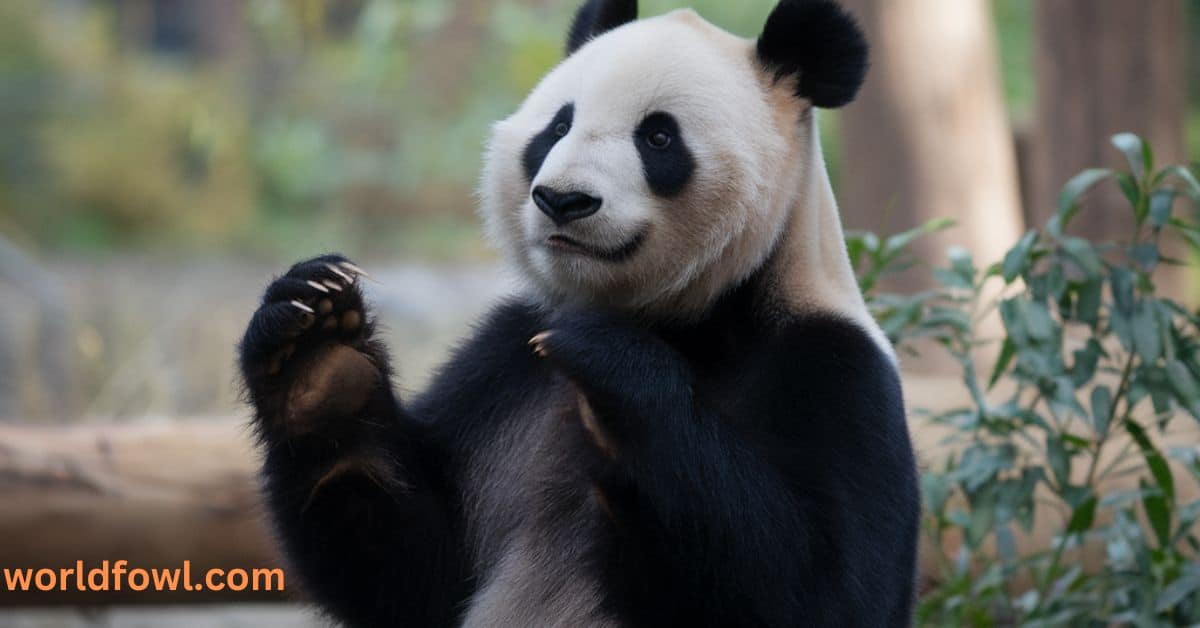 Do Pandas Attack Humans? Cuddly Yet Deadly?