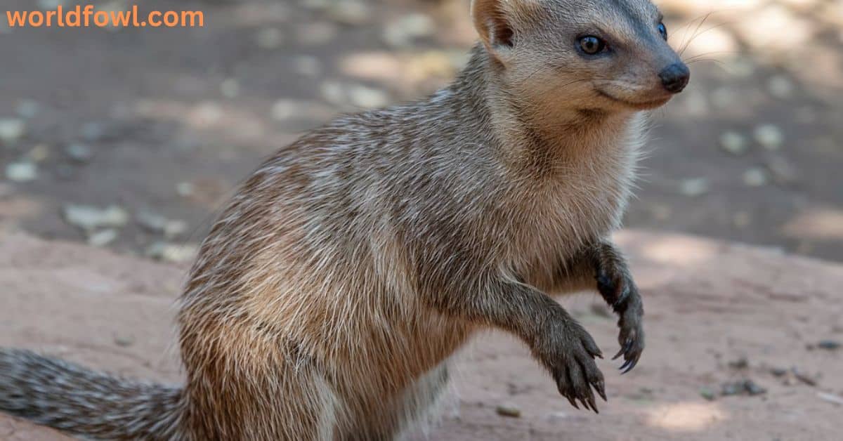 Do Mongoose Attack Humans? Safety Tips!