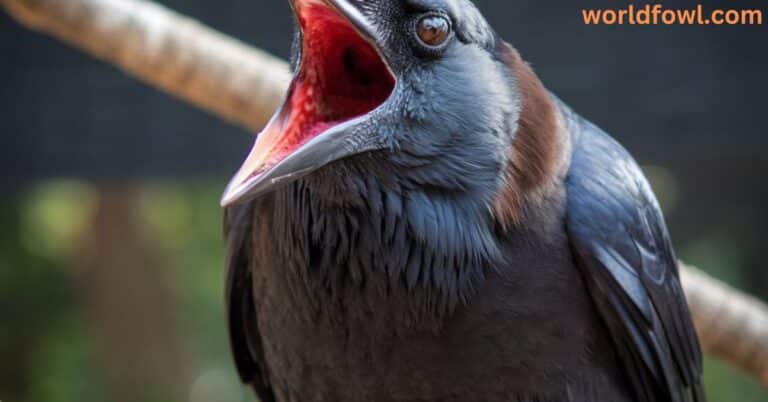 Will Crows Attack Humans? The Hidden Dangers!
