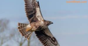 Do Buzzards Attack Humans? The Truth!