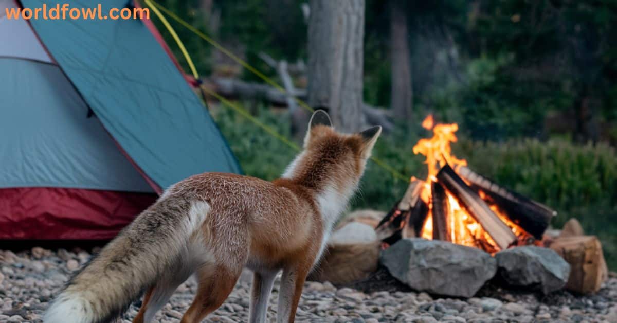 Do Foxes Attack Humans? The Chilling Truth!