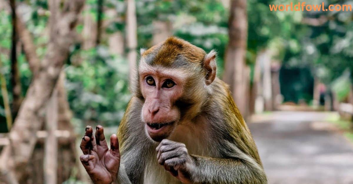 Do Monkeys Attack Humans? The Truth! - World Fowl