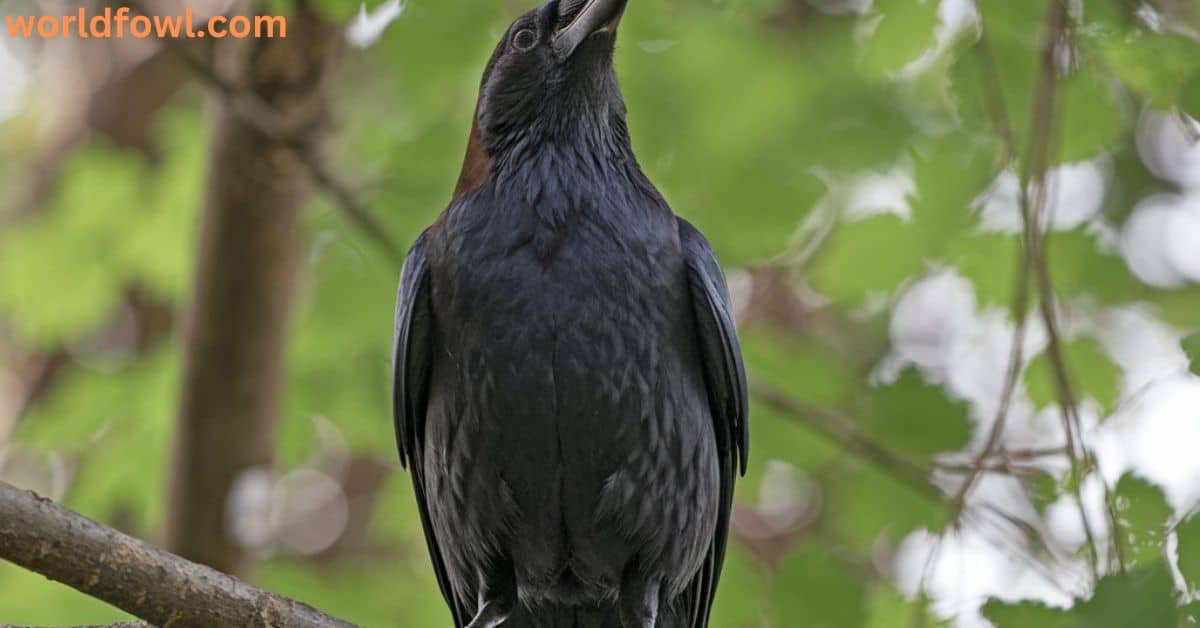 Will Crows Attack Humans? The Hidden Dangers!