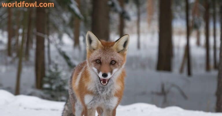 Do Foxes Attack Humans? The Chilling Truth!